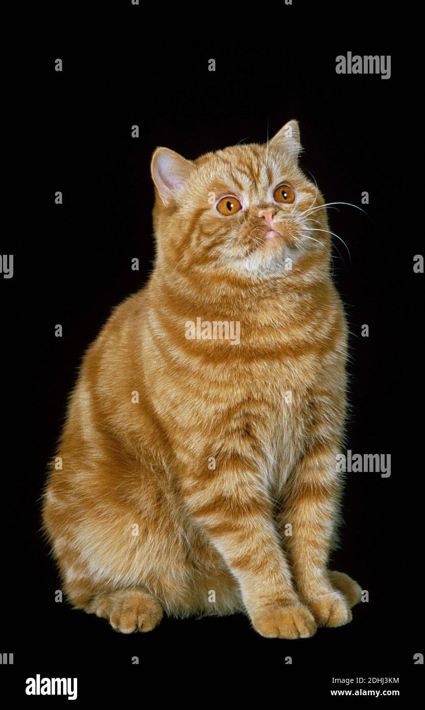 Red Exotic Shorthair against Black Background Stock Photo - Alamy