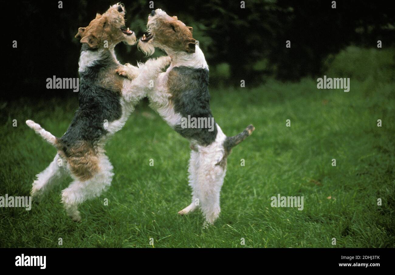 Wire-Haired Fox Terrier, Adults Fighting Stock Photo - Alamy