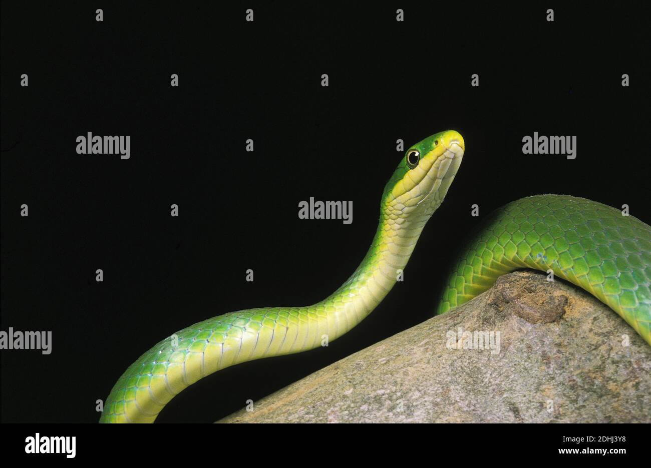Green Snake, opheodrys major, Adult standing on Branch against Black ...
