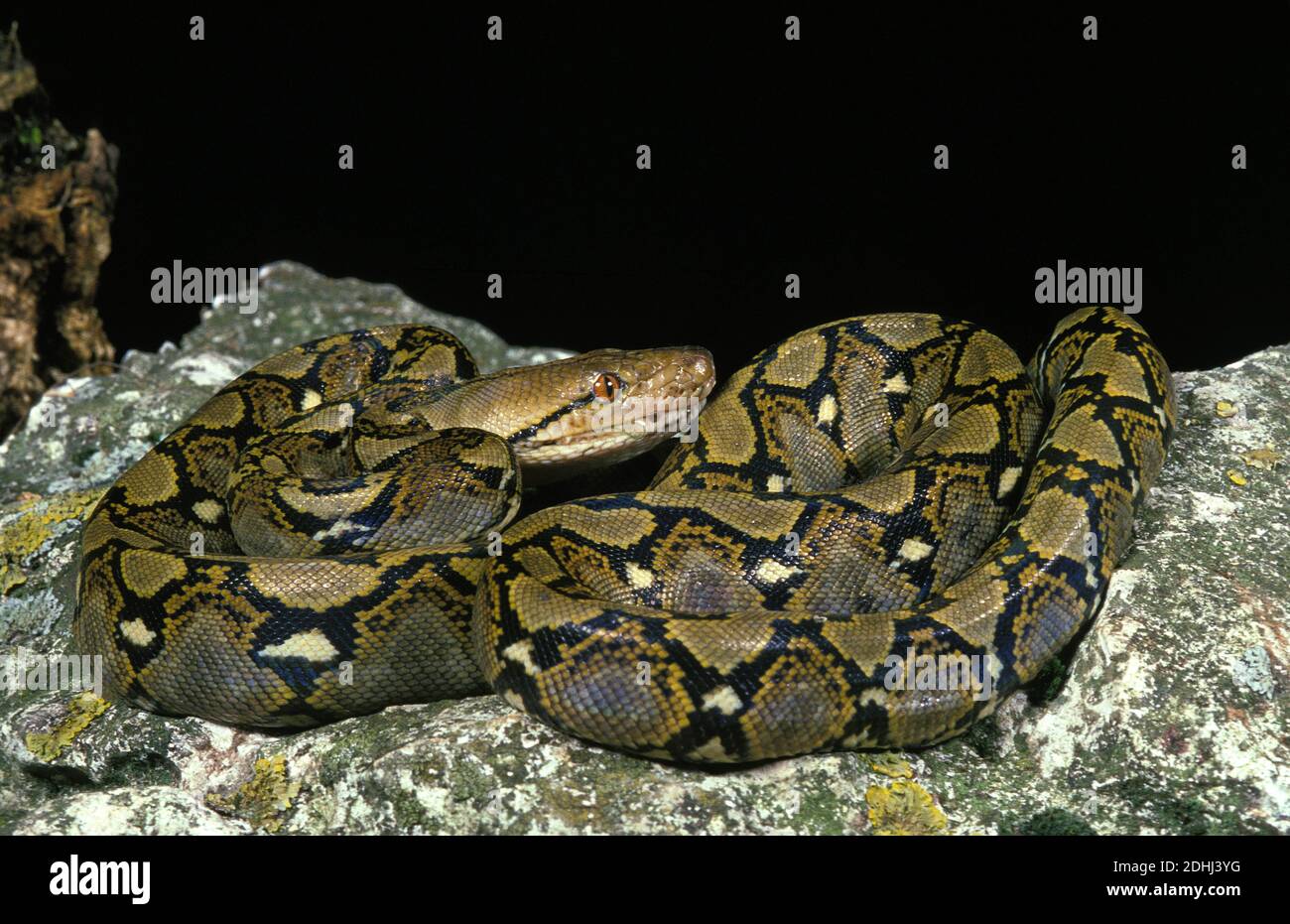 Reticulated Python, python reticulatus, Adult standing on Rock Stock ...
