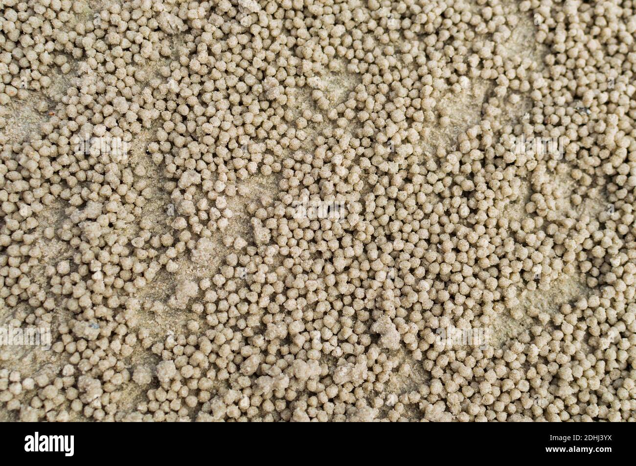 Sand ball on the beach making by crab after low tide Stock Photo - Alamy