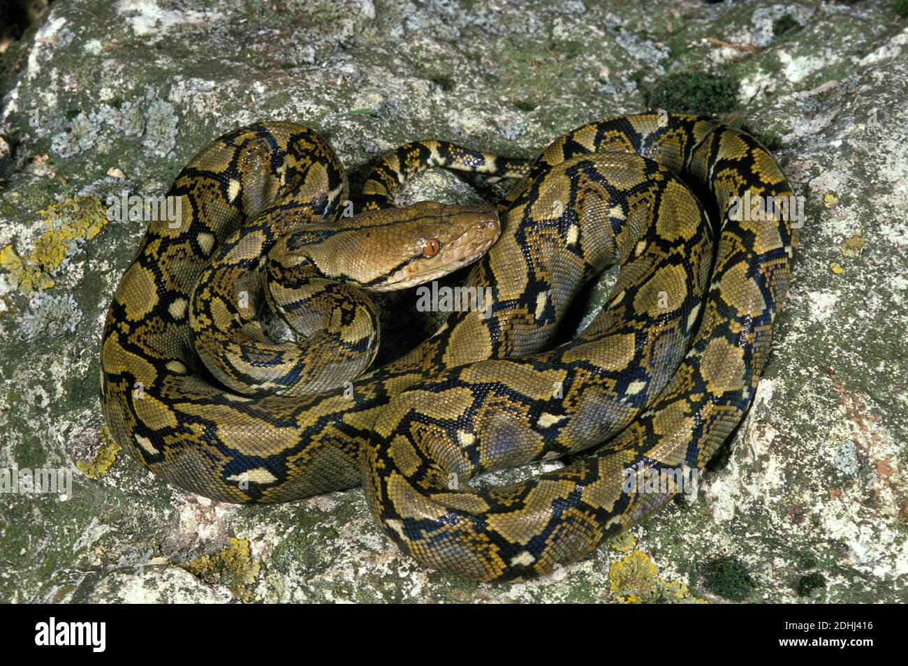 Reticulated Python, python reticulatus, Adult standing on Rock Stock ...