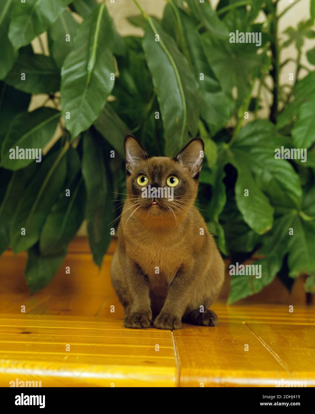 Chocolate Burmese Domestic Cat, Adult sitting near Green plant Stock ...
