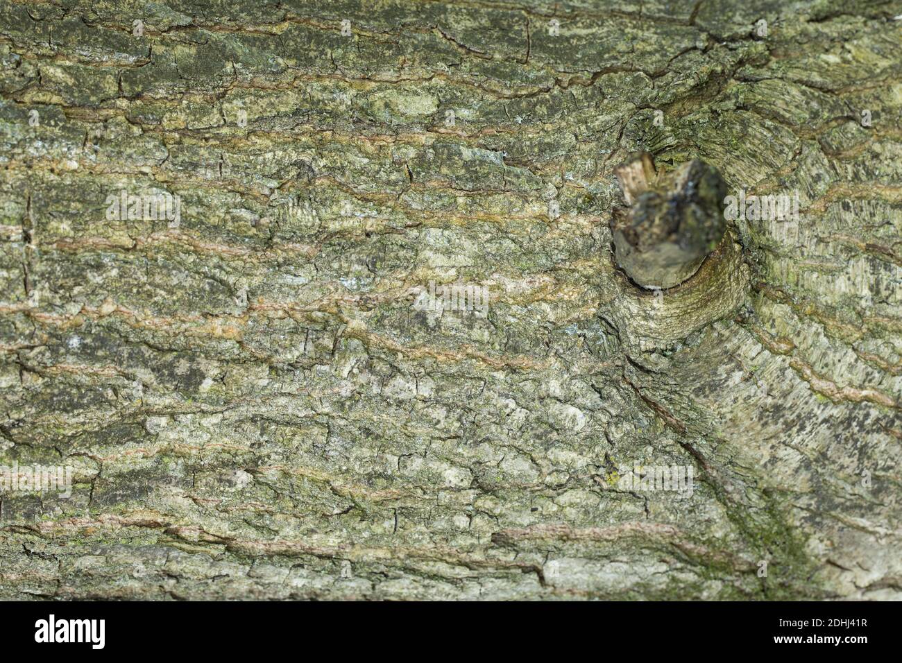 Oak tree bark trunk texture pattern hi-res stock photography and images ...