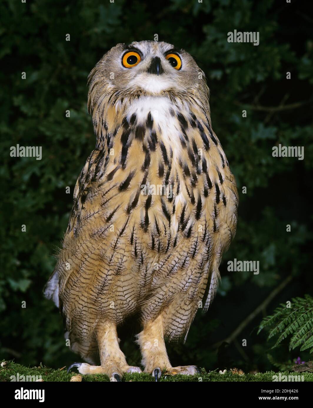 European Eagle Owl, bubo bubo, Adult standing on Moss, Normandy Stock ...