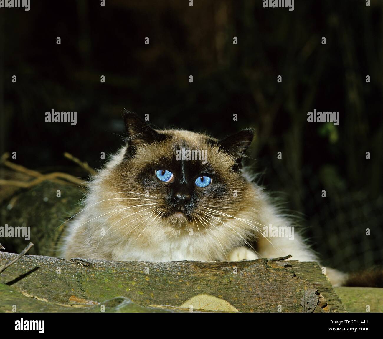 Birmanese Domestic Cat laying Stock Photo - Alamy