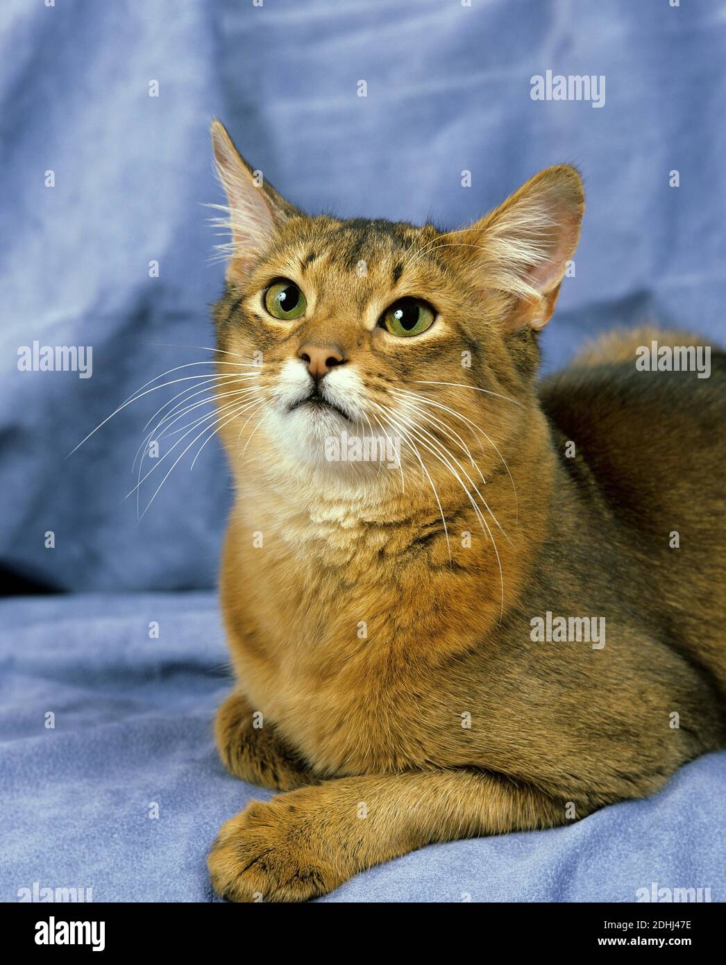 Blue Somali Domestic Cat laying against Blue background Stock Photo - Alamy