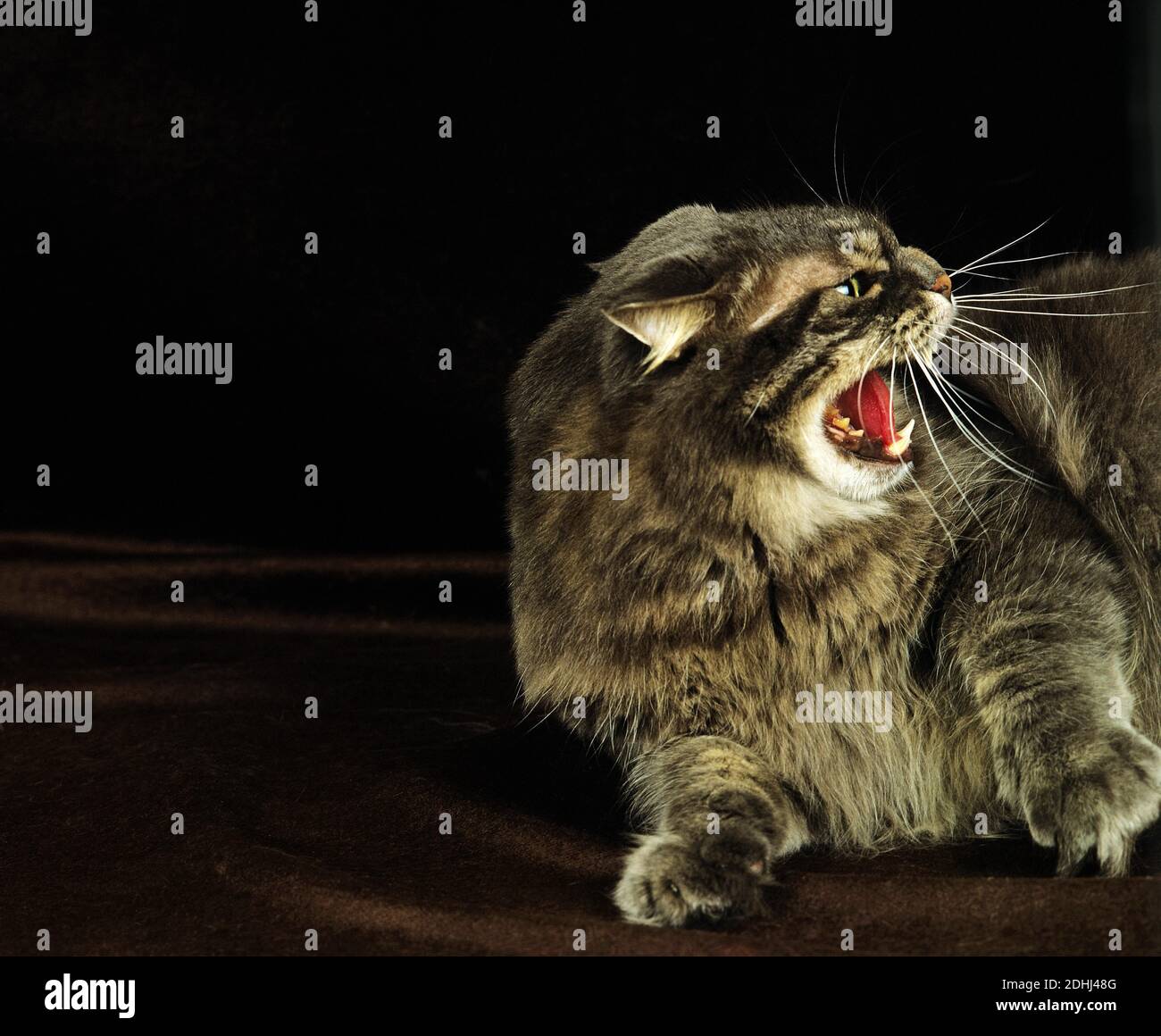 Skogkatt domestic cat snarling hi-res stock photography and images - Alamy