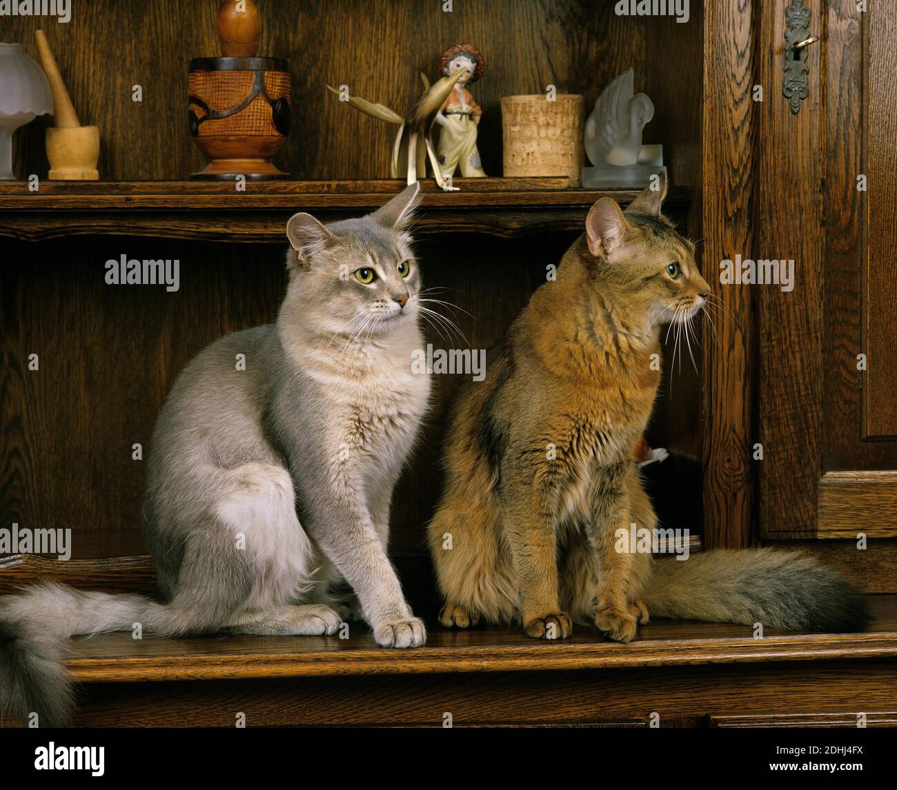 Somali and Blue Somali Domestic Cat Stock Photo - Alamy