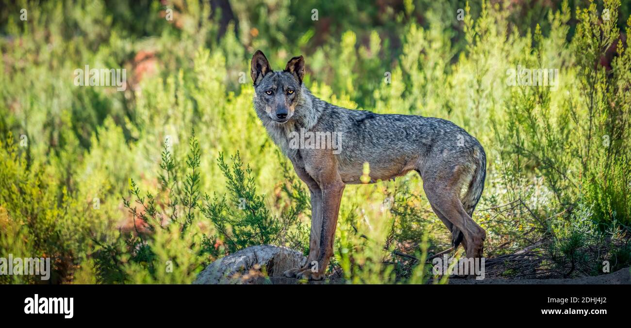 Wolf looking at the camera with deep eyes Stock Photo - Alamy