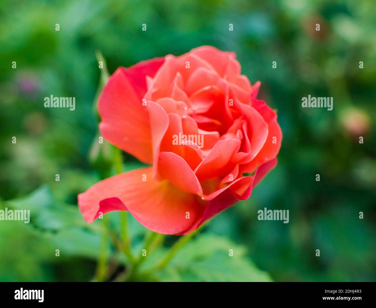Bush of beautiful light red roses in flower garden Stock Photo - Alamy