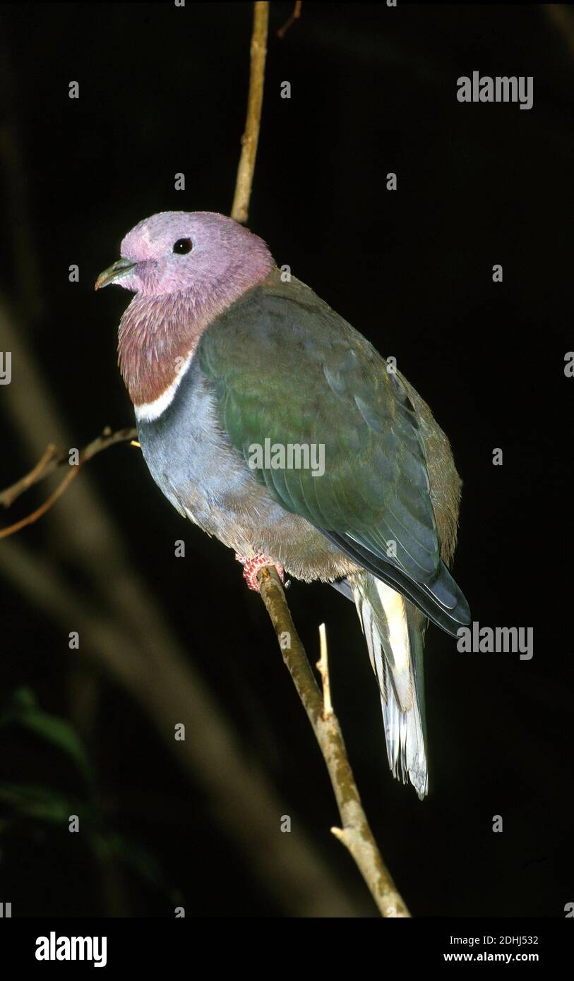Pink Headed Fruit Dove, ptilinopus porphyreus, Adult standing on Branch ...