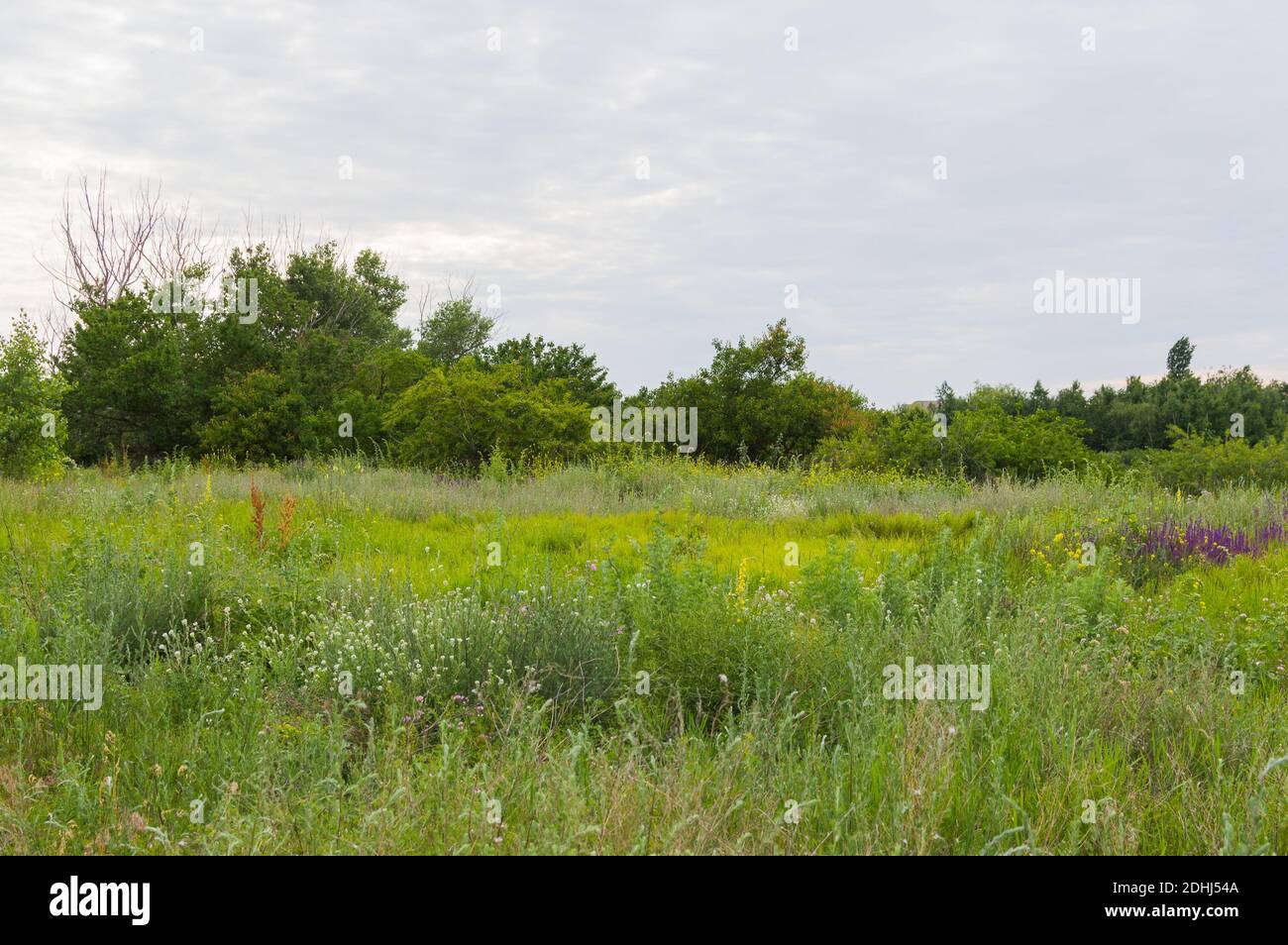 Terrain on the coast of the Azov Sea in the Rostov region. Summer time ...