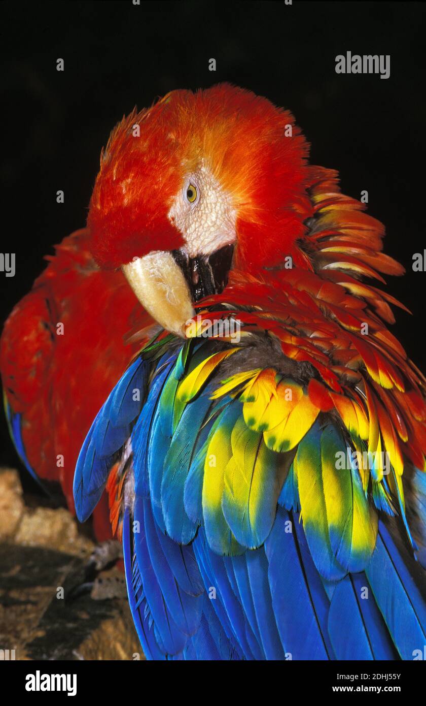 Scarlet Macaw, ara macao, Adult Preening against Black Background Stock ...