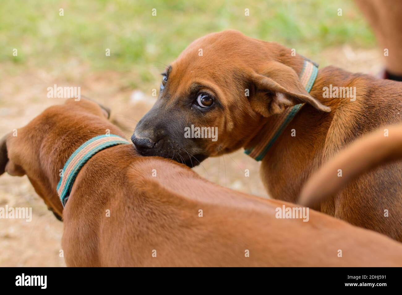 Cute playful Brown puppies playing together outdoor Stock Photo - Alamy