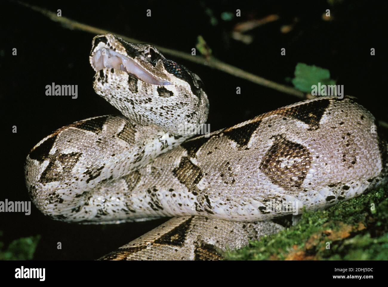 Boa constrictor mouth open hi-res stock photography and images - Alamy