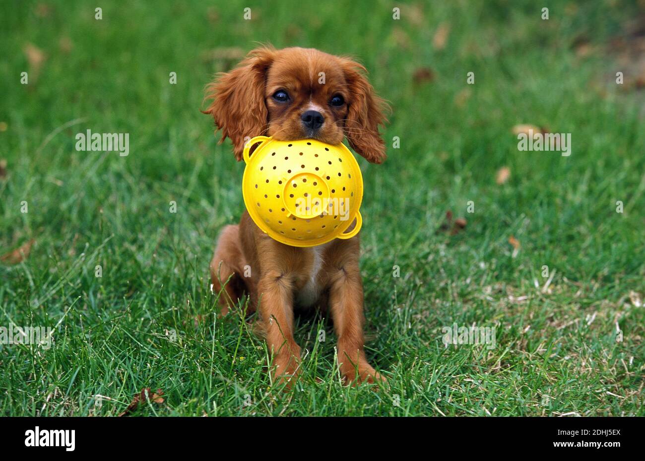 Cavalier King Charles Spaniel, Pup playing with Sieve Stock Photo - Alamy