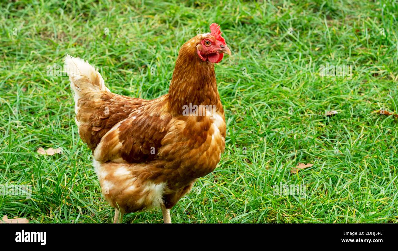Chicken house grass hi-res stock photography and images - Alamy