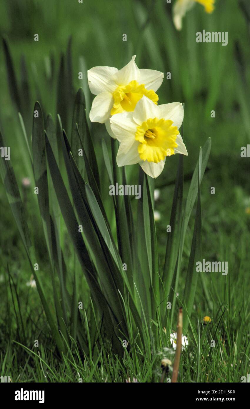Daffodil, narcissus pseudonarcissus Stock Photo - Alamy