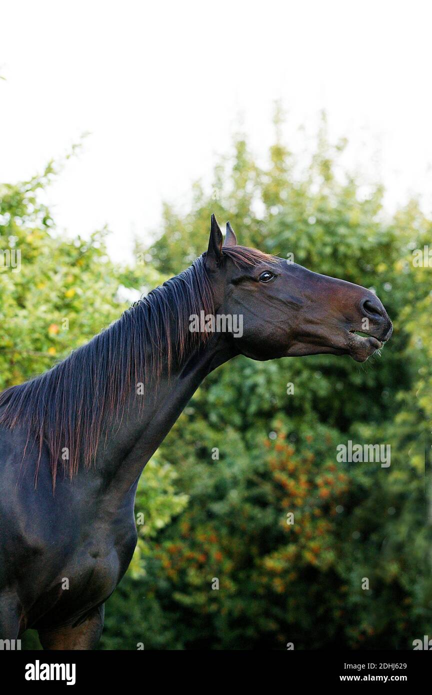 English thoroughbred horse hi-res stock photography and images - Alamy
