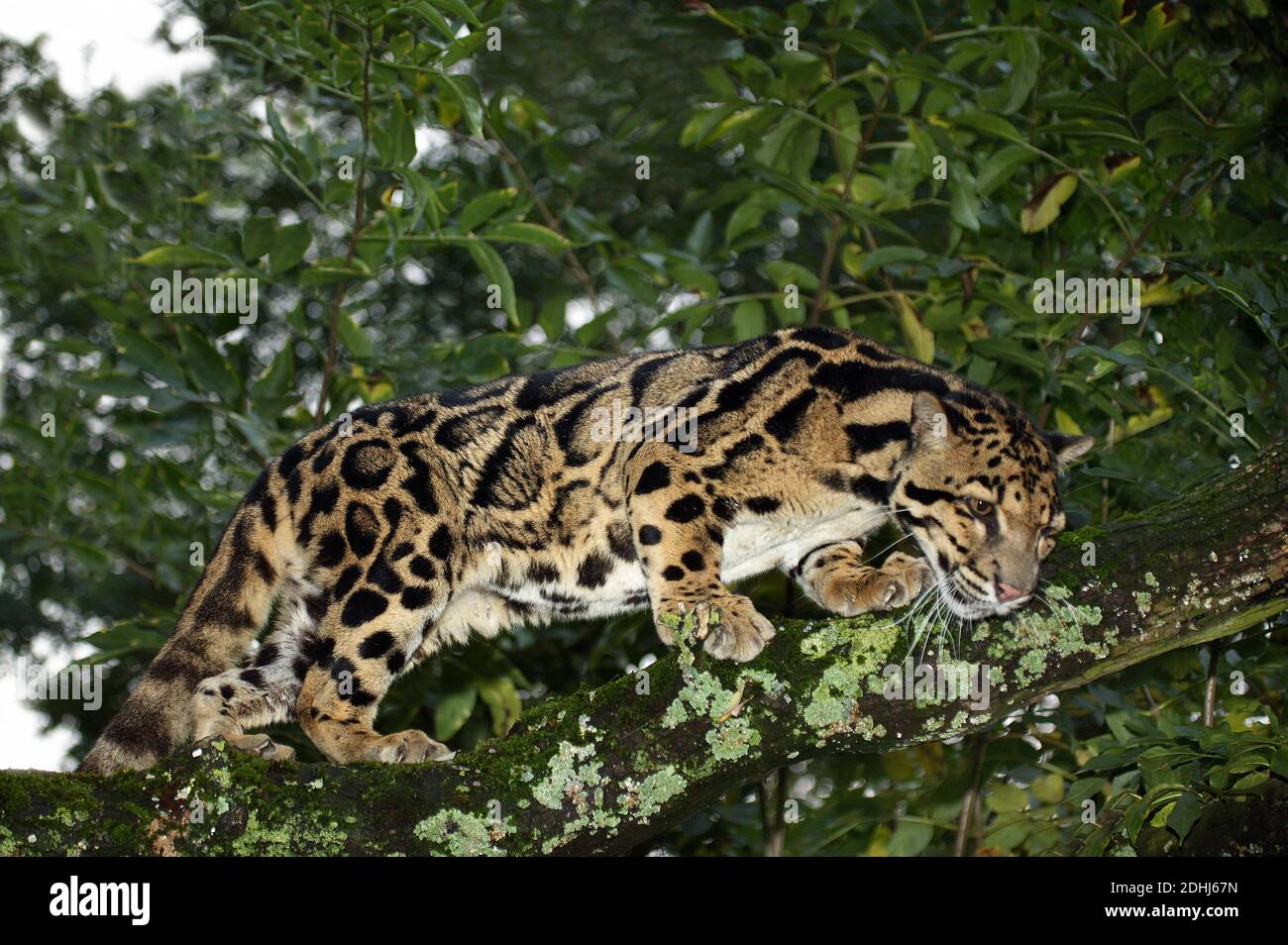 Clouded leopard tree hi-res stock photography and images - Alamy