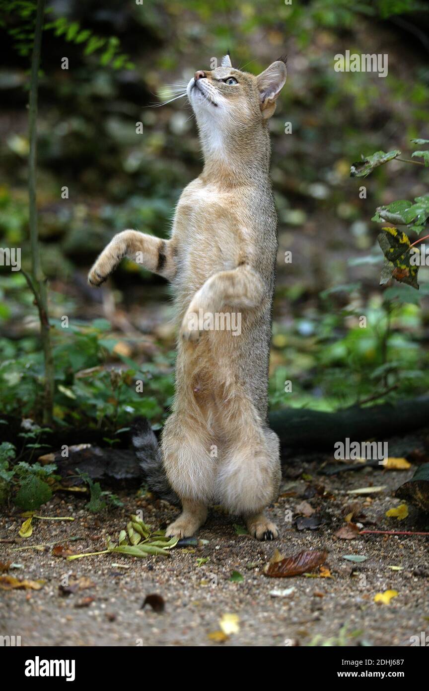 Jungle Cat, felis chaus, WildCat standing on Hind Legs Stock Photo - Alamy