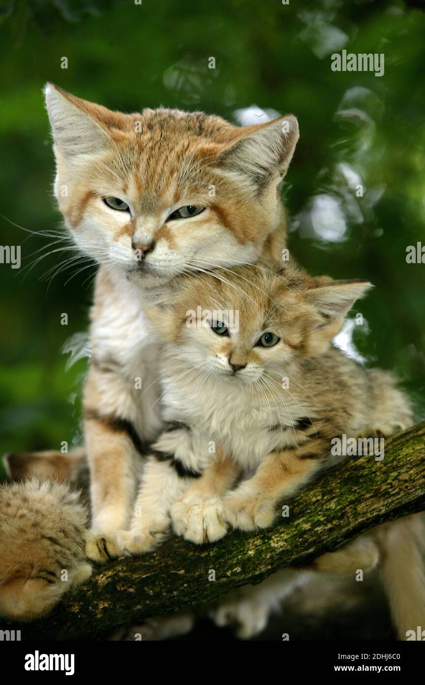 Sand Cat, felis margarita, Mother with Cub standing on Branch Stock ...