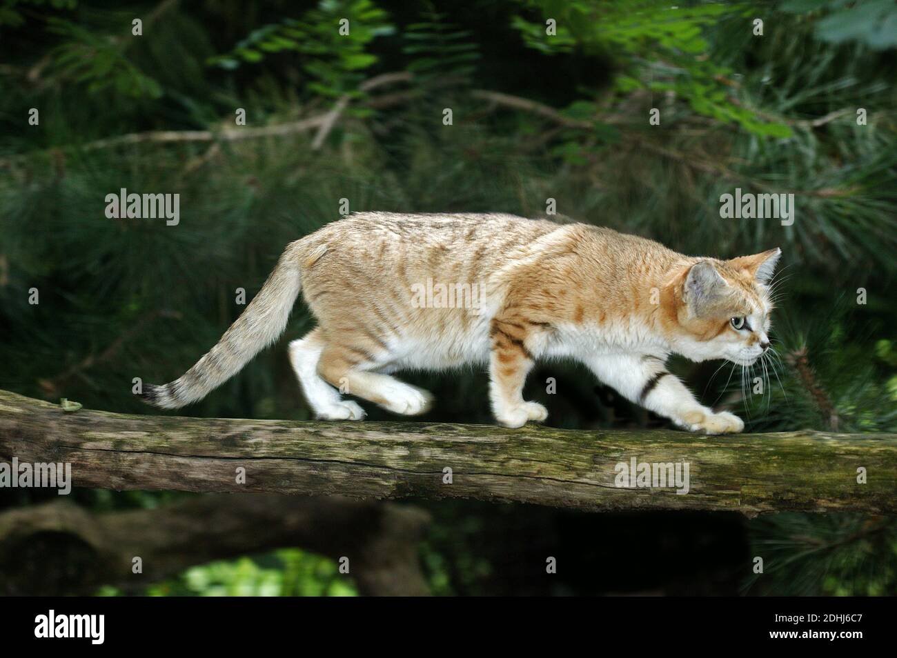 Sand Cat, felis margarita, Female walking on Branch Stock Photo - Alamy