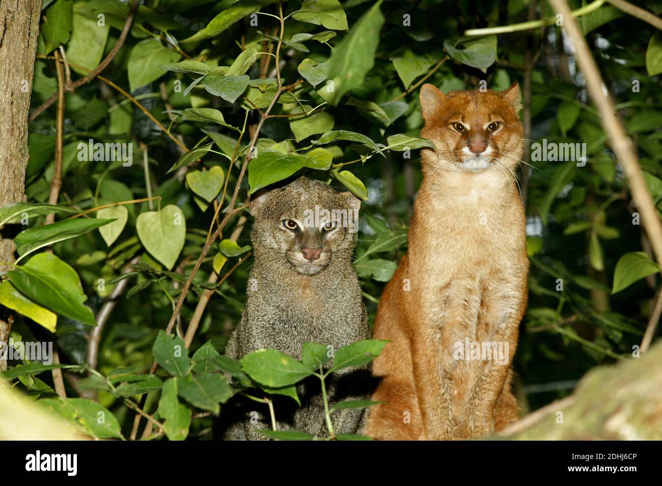 Jaguarundi, herpailurus yaguarondi, Adults standing on Branch Stock ...