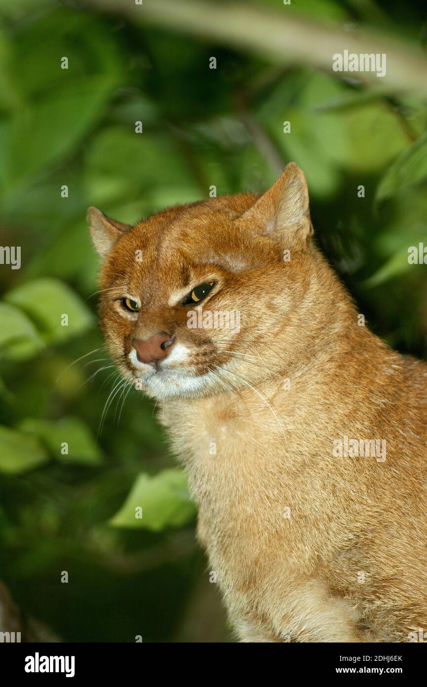 Jaguarundi, herpailurus yaguarondi, Portrait of Adult Stock Photo - Alamy