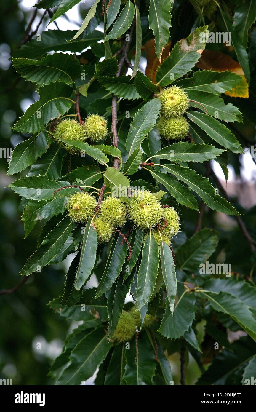 Botany chestnut bur hi-res stock photography and images - Alamy