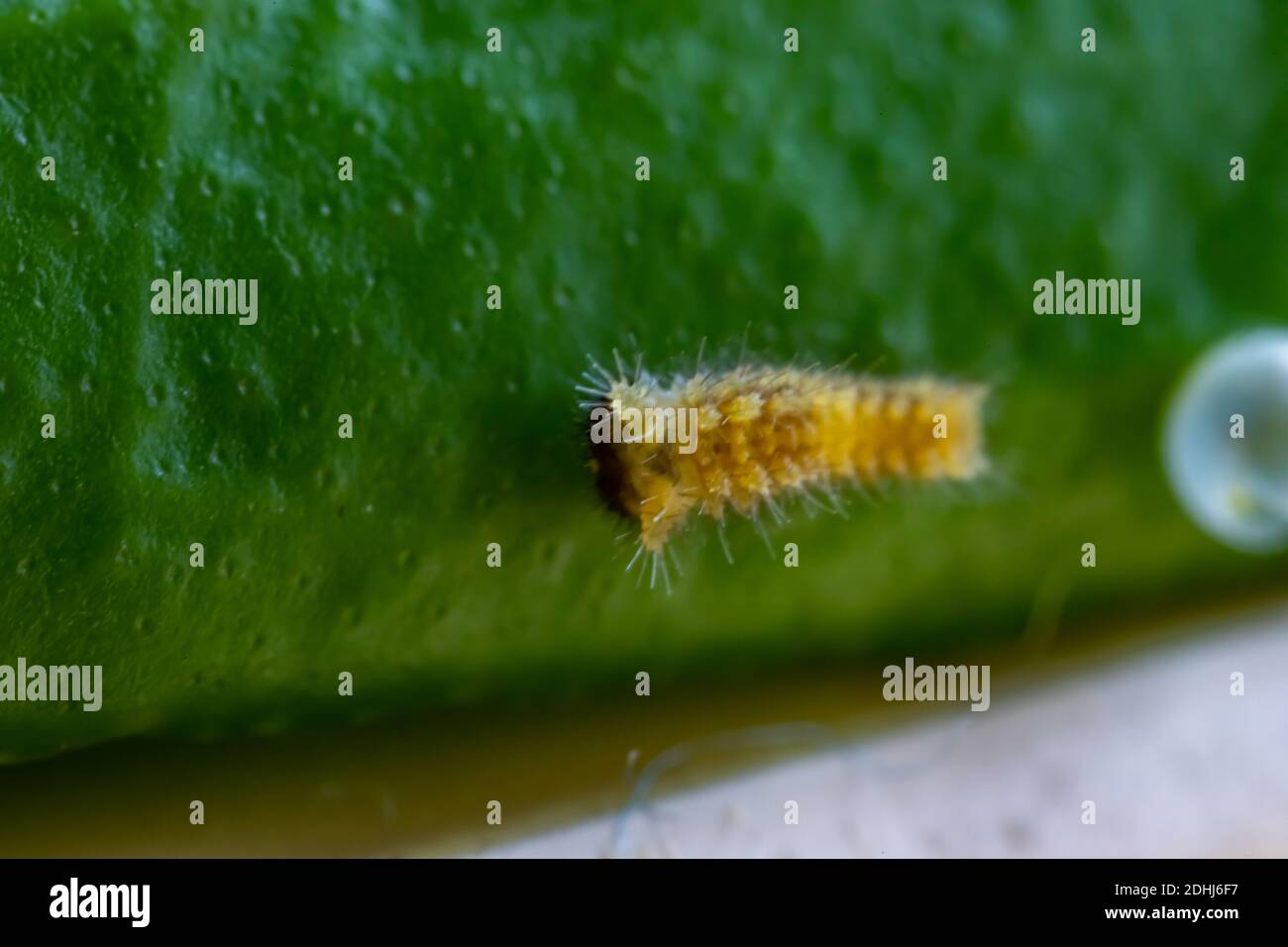 A small yellow larva of butterfly on the leaf daytime super closeup ...