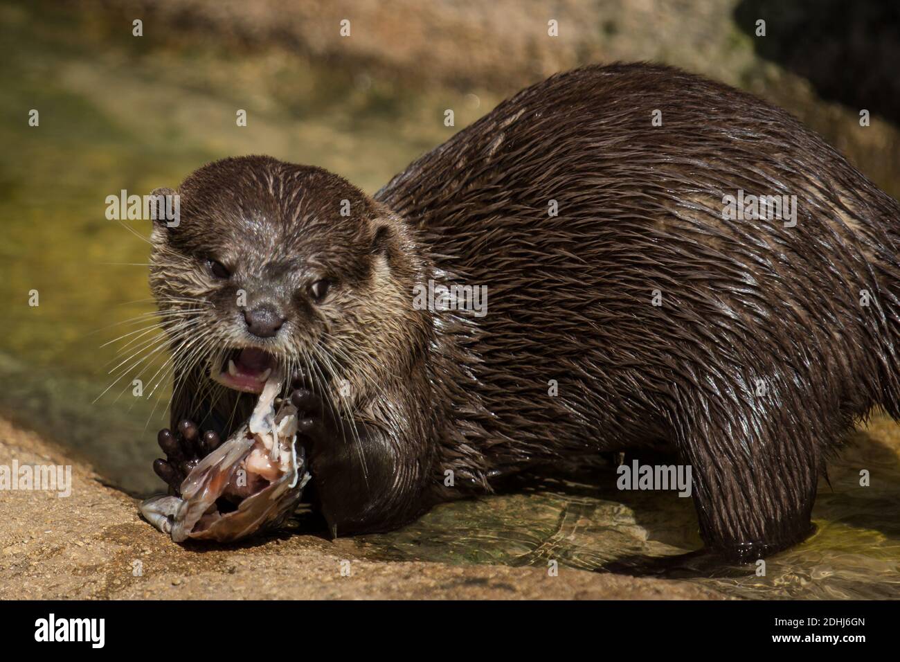Otter eating hi-res stock photography and images - Alamy