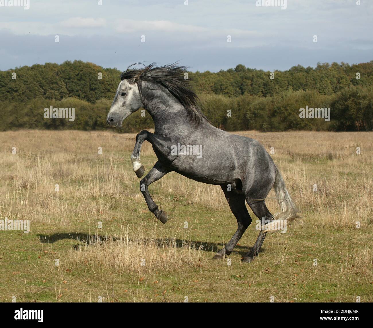 Lusitano Horse, Stallion Rearing up Stock Photo - Alamy