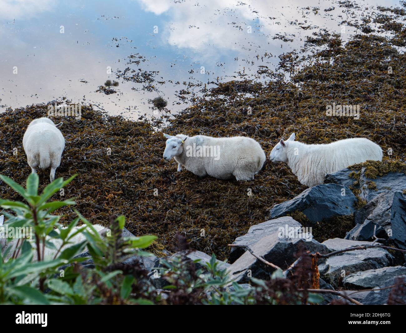 Kelp seaweed farming hi-res stock photography and images - Alamy