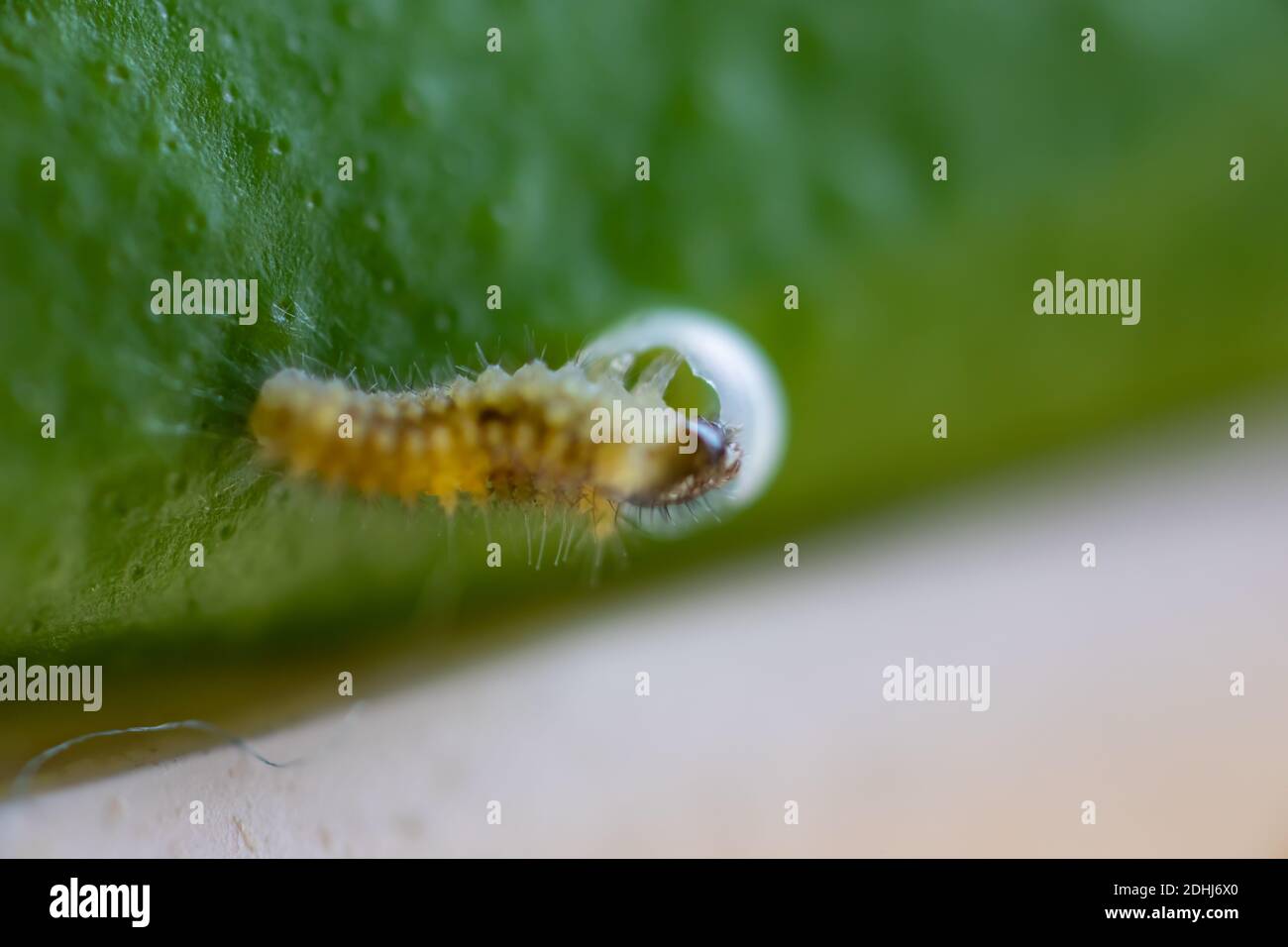 A small yellow larva of butterfly on the leaf daytime super closeup ...