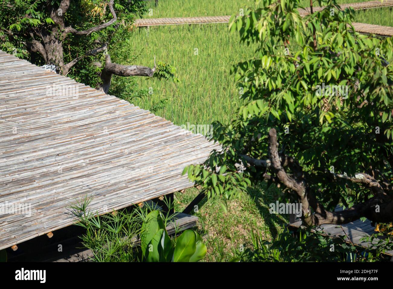 Green rice field relax in summer, stock photo Stock Photo - Alamy