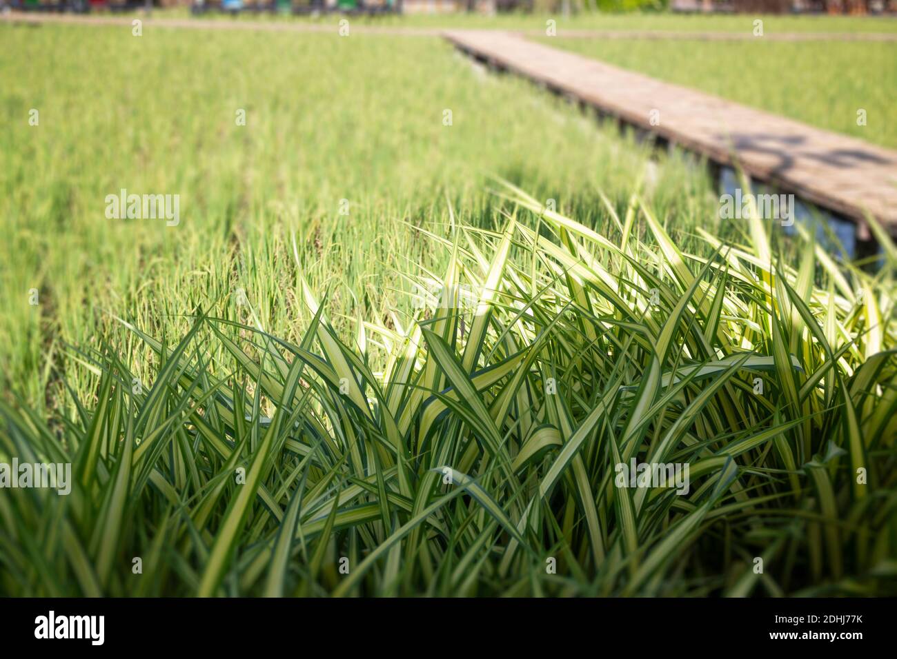 Simple walkway in summer rice field resort, stock photo Stock Photo - Alamy