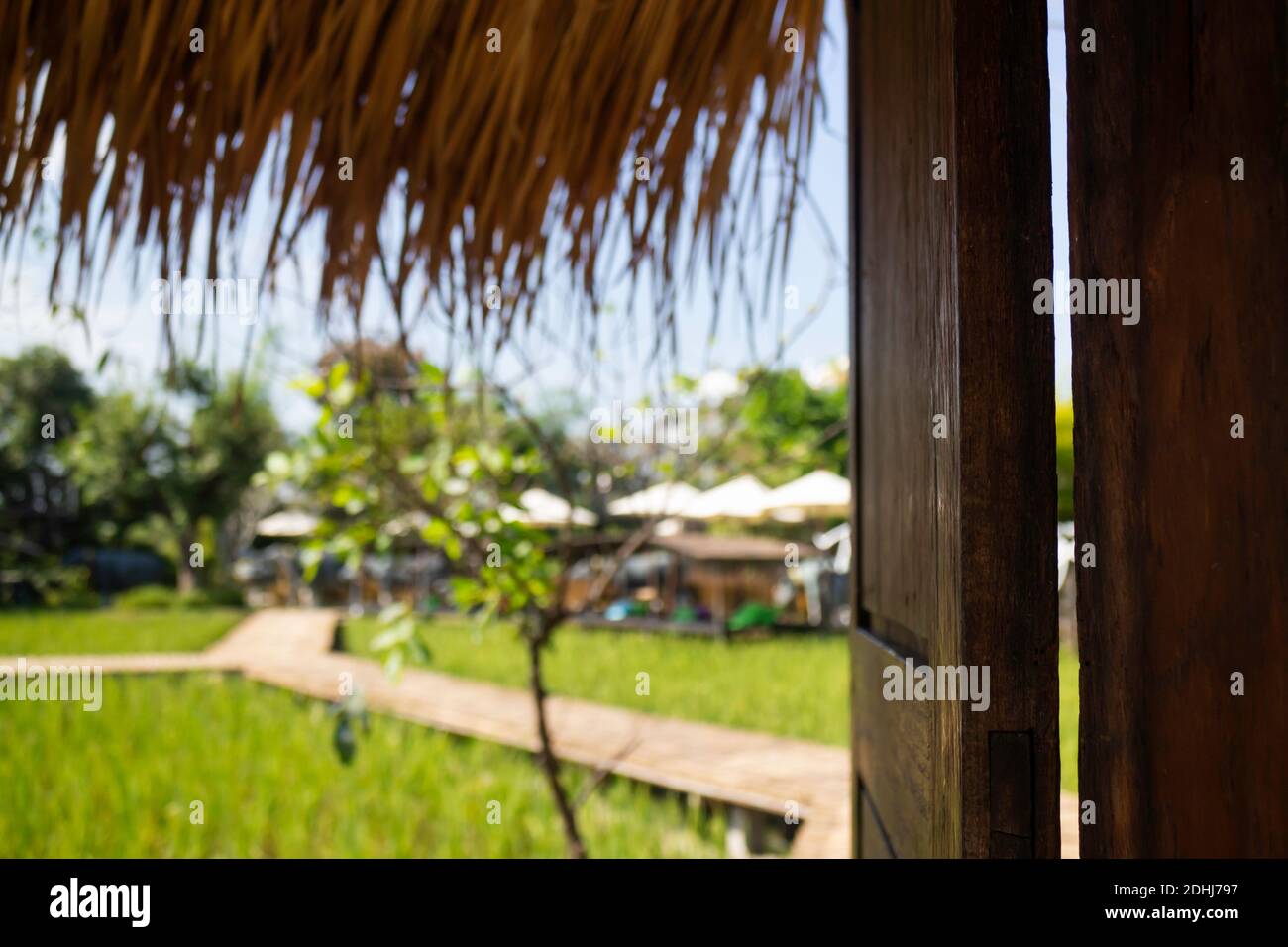 Green rice field relax in summer, stock photo Stock Photo - Alamy