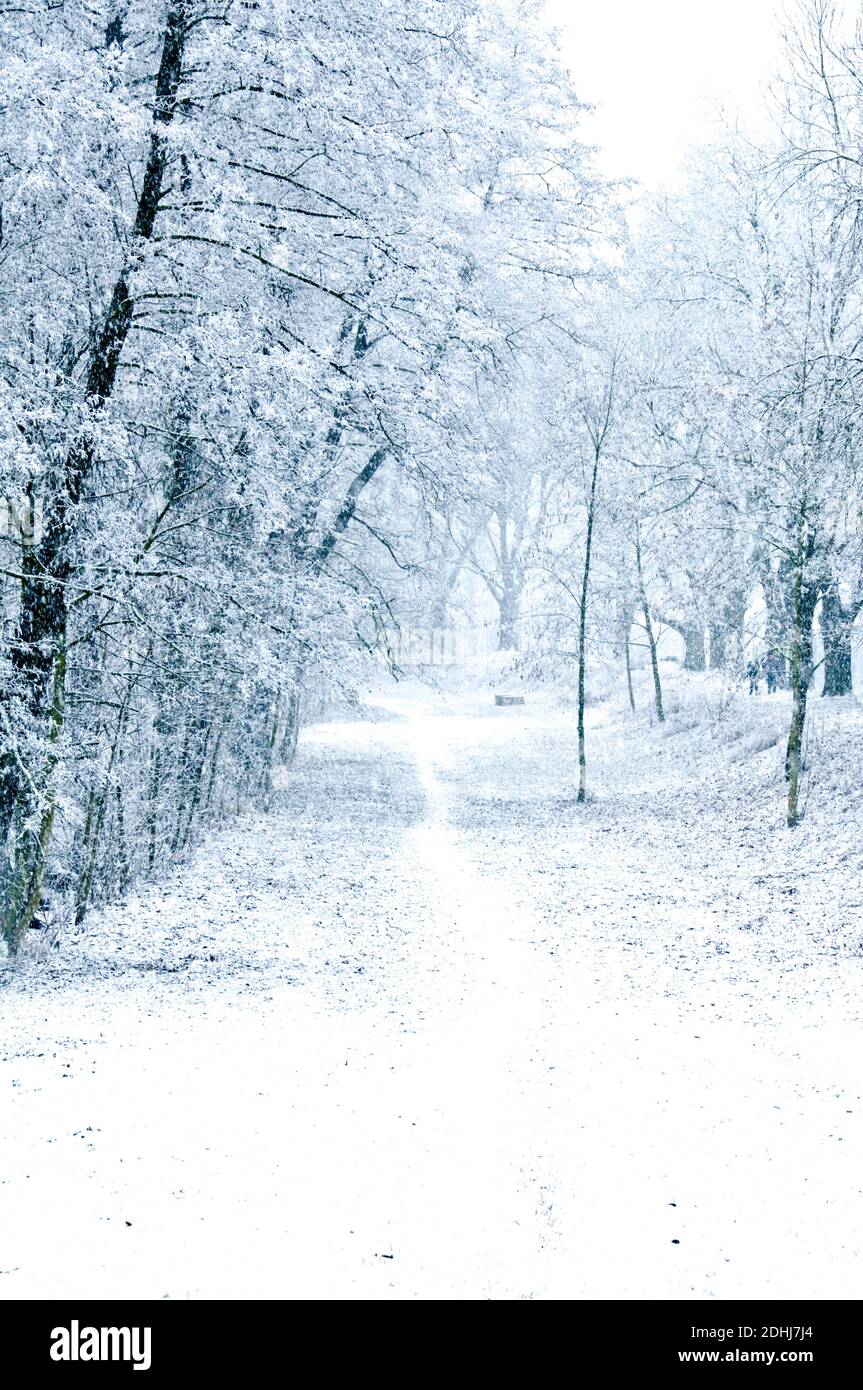 winter landscape with tree and ground covered with snow Stock Photo - Alamy