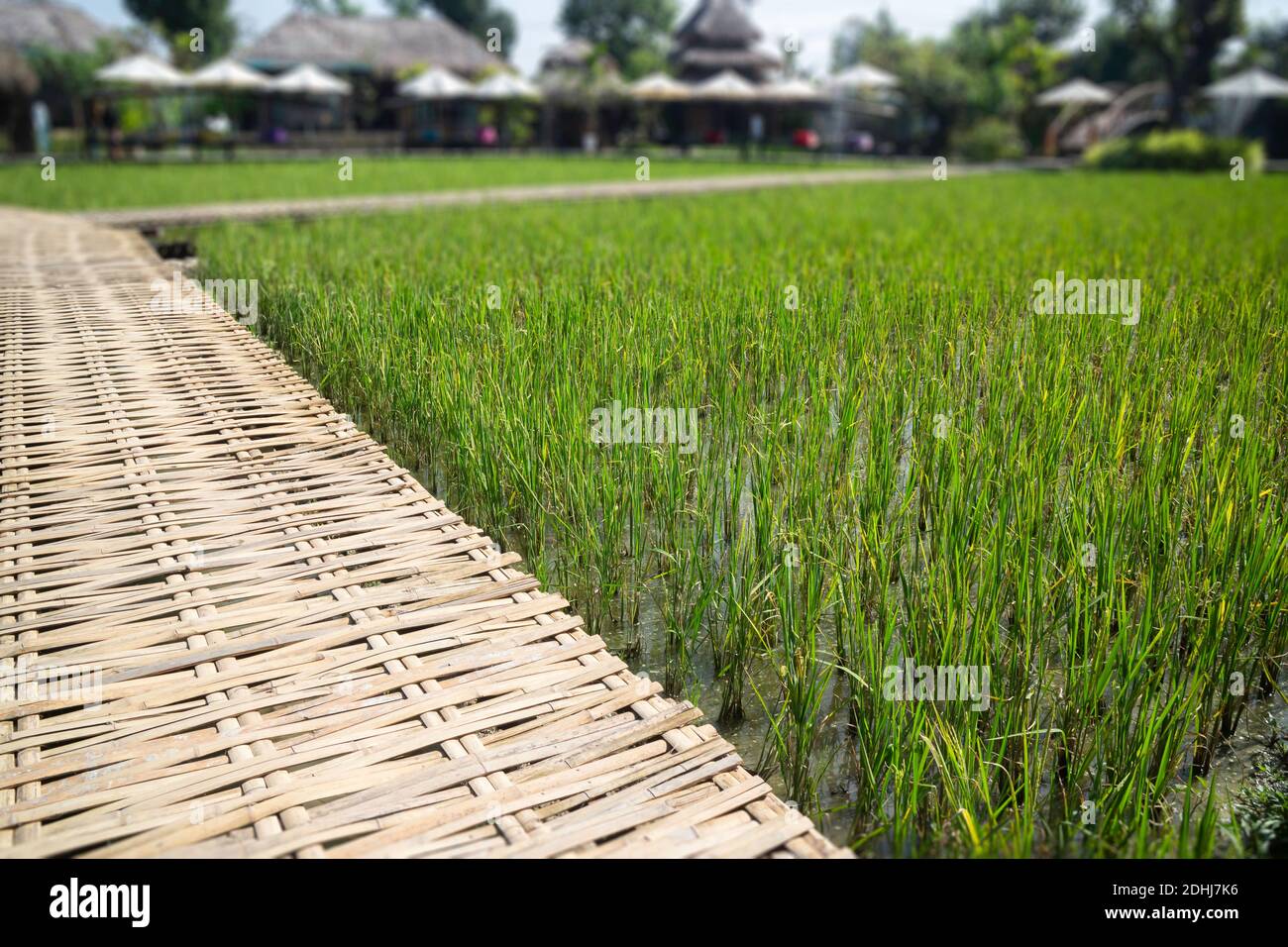 Simple walkway in summer rice field resort, stock photo Stock Photo - Alamy