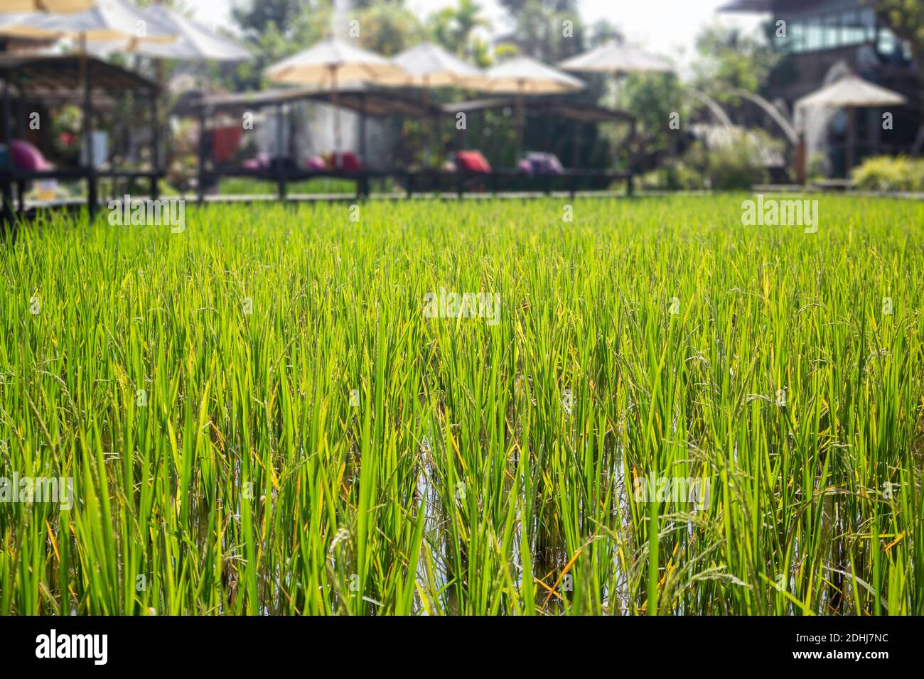 Green rice field relax in summer, stock photo Stock Photo - Alamy
