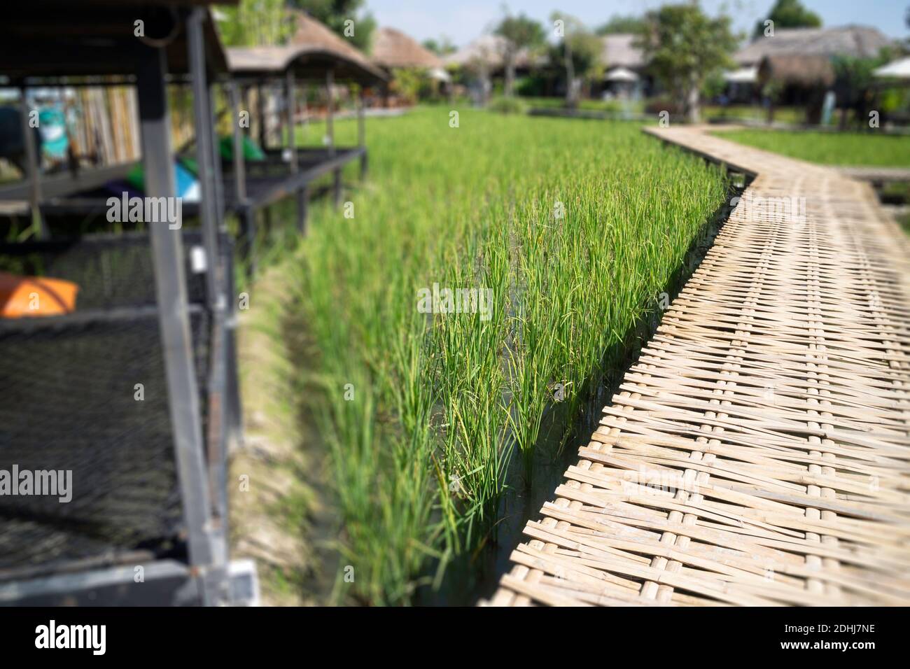 Simple walkway in summer rice field resort, stock photo Stock Photo - Alamy