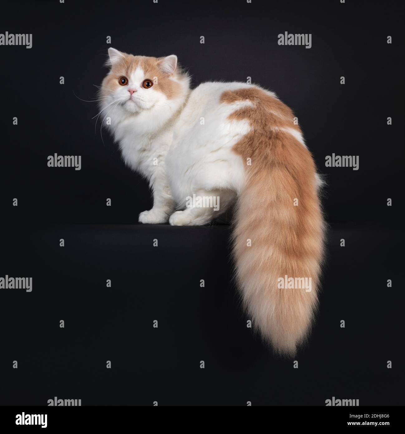 Big fluffy tail hi-res stock photography and images - Alamy