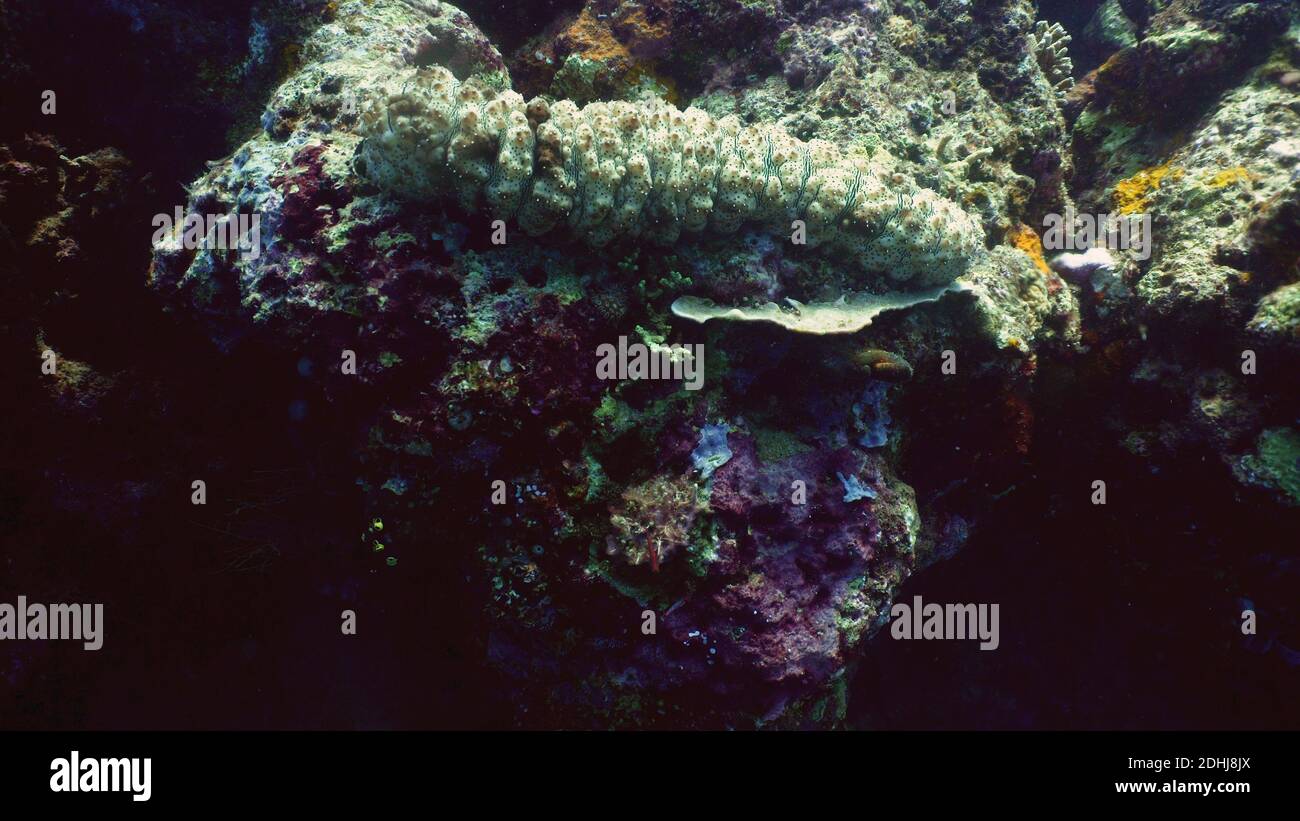 Trepang hi-res stock photography and images - Alamy