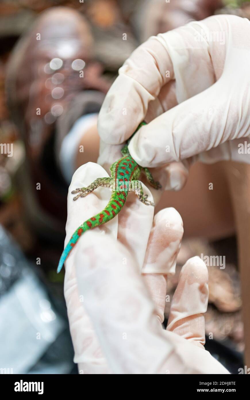 Mauritius Lowland Day Gecko (Phelsuma guimbeaui), Mauritius Stock Photo ...