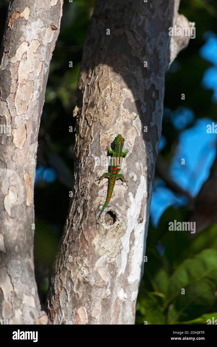Mauritius Lowland Day Gecko (Phelsuma guimbeaui), Mauritius Stock Photo ...