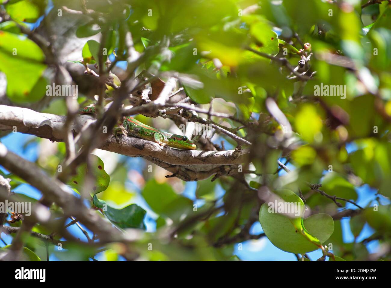 Mauritius Lowland Day Gecko (Phelsuma guimbeaui), Mauritius Stock Photo ...