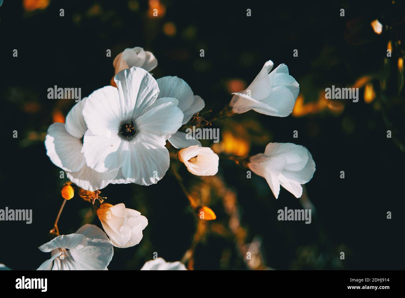 Linum suffruticosum hi-res stock photography and images - Alamy