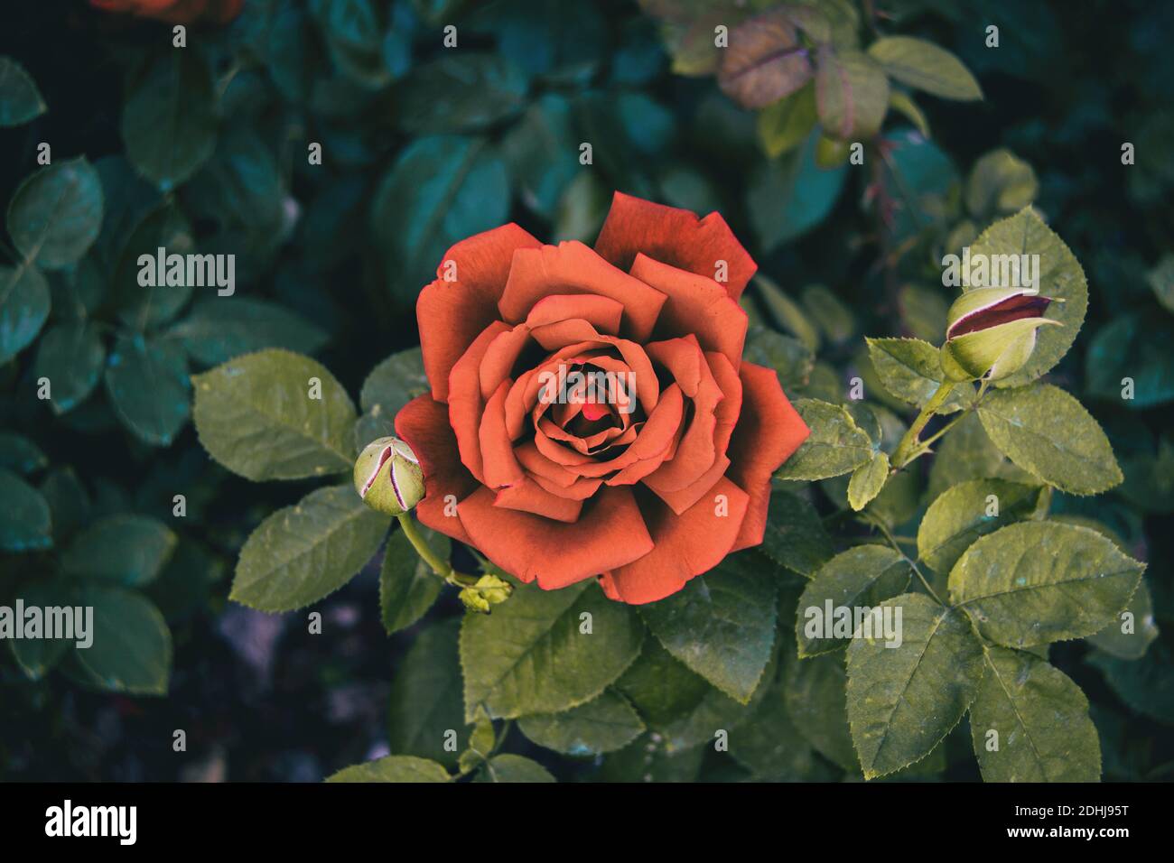Macro of an open red rose in the wild Stock Photo - Alamy